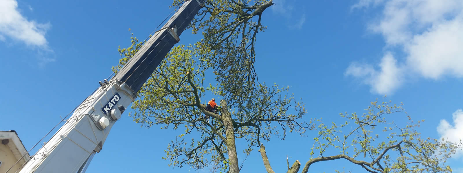 Commercial & Public Works - Darwin Tree Specialists